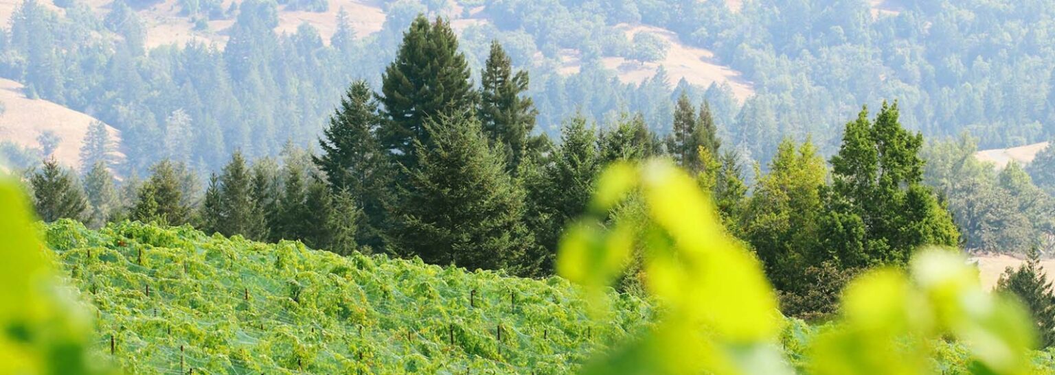 Pacific Rim Winemakers